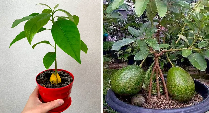 How to Germinate Avocados and Accelerate Fruit Production – The ...