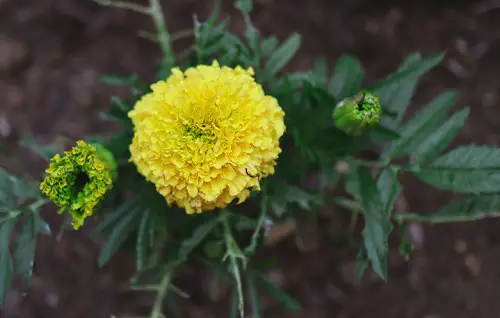 Cempasuchil flower: Necessary care for it to grow strong – The ...