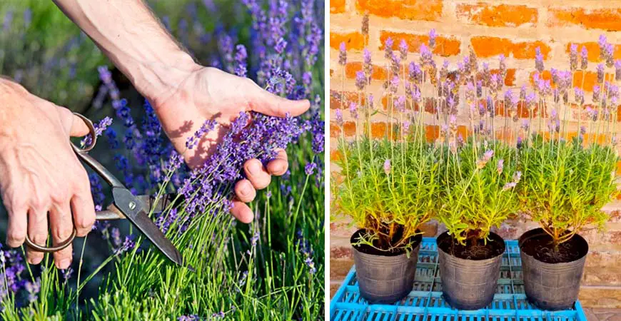 Easy Steps to Reproduce Lavender from Cuttings – The Beginners Garden