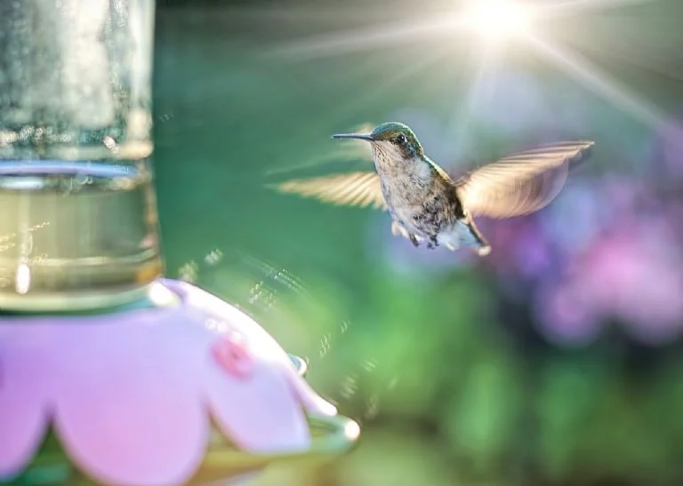 DIY Hummingbird Bath: Transform a Plastic Bottle into a Garden Oasis ...