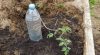 Simple Drip Irrigation Solutions Using Plastic Bottles – The Beginners ...