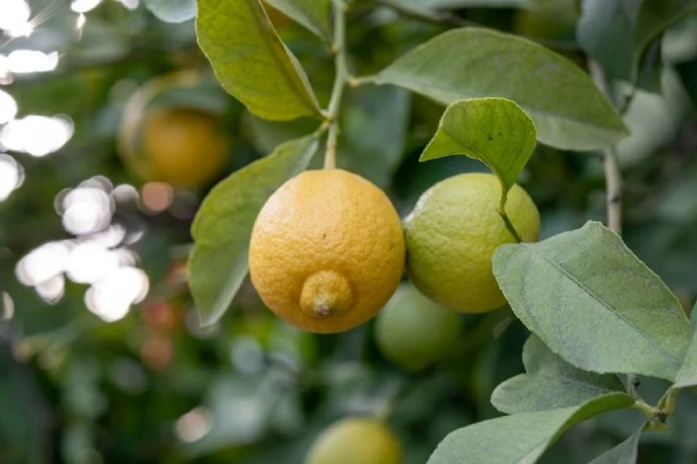 Homemade Fertilizer for Lemon Trees Using Eggshells – The Beginners Garden