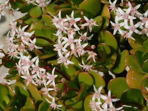 Encouraging Blooms: How to Make Your Jade Tree Flower – The Beginners ...
