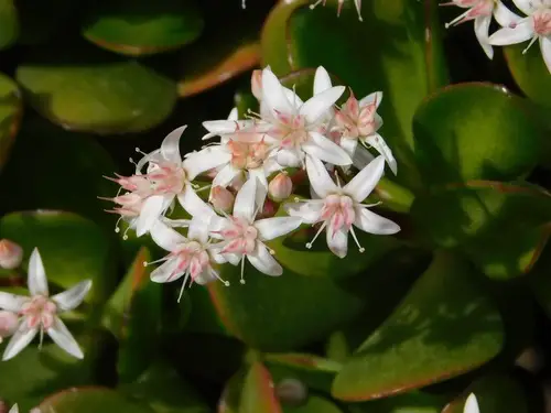 Encouraging Blooms: How to Make Your Jade Tree Flower – The Beginners ...
