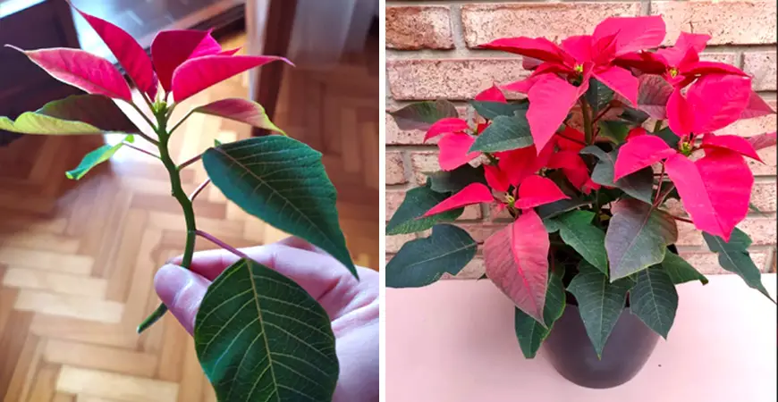 How to Propagate Poinsettia from a Single Twig – The Beginners Garden