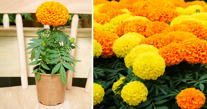 Cempasuchil flower: Necessary care for it to grow strong – The ...