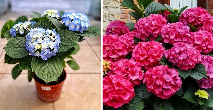Changing Hydrangea Flower Colors: A Gardener’s Guide – The Beginners Garden