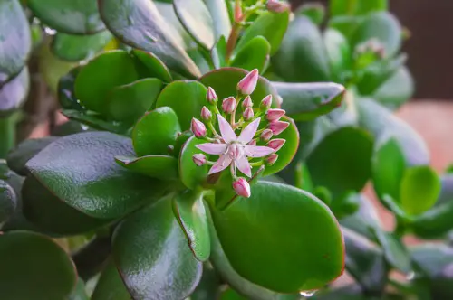 Encouraging Blooms: How to Make Your Jade Tree Flower – The Beginners ...
