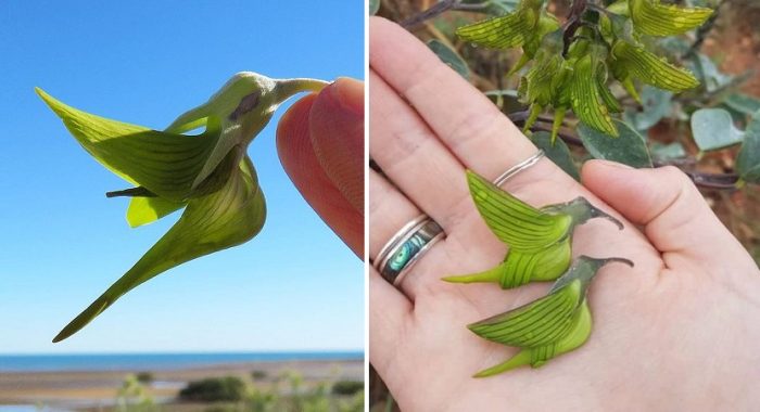 Crotalaria cunninghamii: The Bird-Like Flower Plant – The Beginners Garden