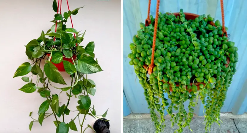 Elevate Your Interior Decor with 5 Hanging Plants – The Beginners Garden