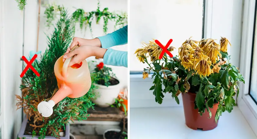 5 Common Mistakes That Ruin Your Plants – The Beginners Garden