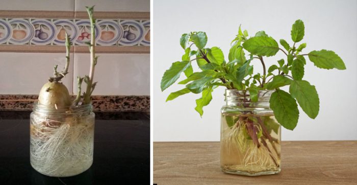 5 Plants to Easily Reproduce at Home Without Seeds – The Beginners Garden