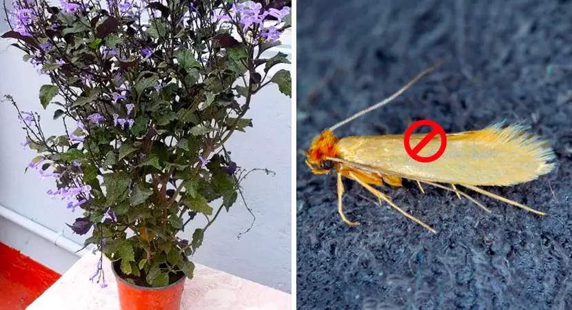 Natural Guardians: 5 Plants to Repel Moths from Your Home – The ...