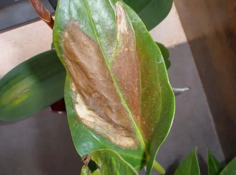 How to solve brown leaves on plants – The Beginners Garden