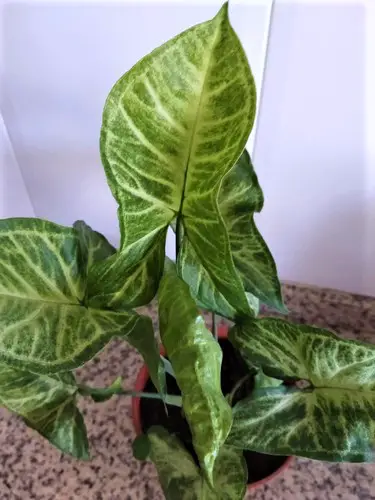 How to care for the Singonium plant and reproduce it at home – The ...