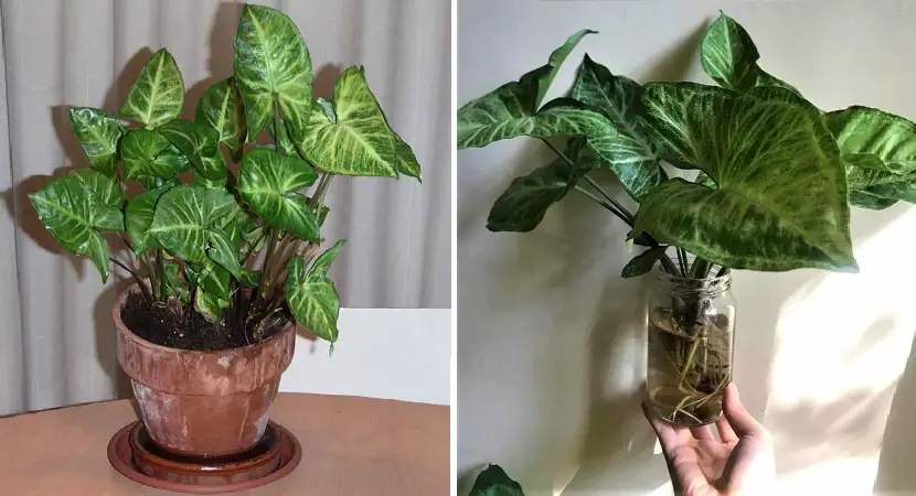 How to care for the Singonium plant and reproduce it at home – The ...