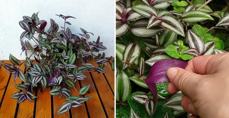 Matalí Plant (Zebrina): Care, Propagation and Cultivation – The ...