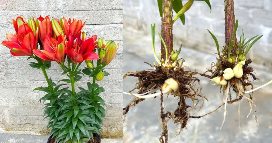 Exploring Lily Cultivation: Bulbs and Branches – The Beginners Garden