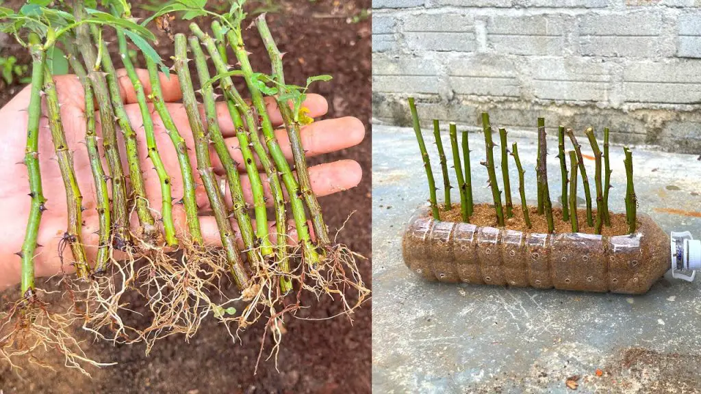 Transforming Plastic Bottles into Rose Propagation Pots – The Beginners ...