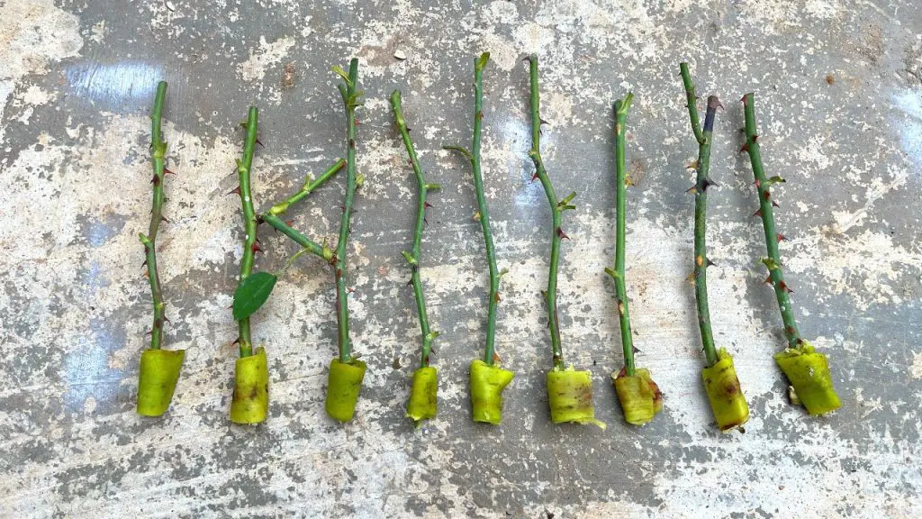 Exploring Rose Growth in Stone Powder: A Unique Challenge – The ...