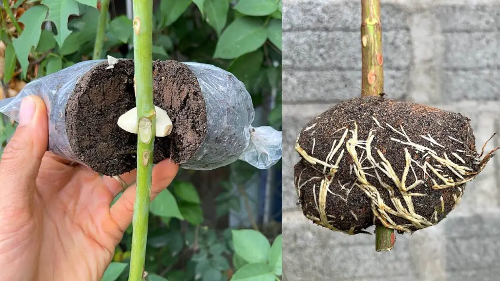 Boosting Root Growth with Garlic: A Gardening Tip – The Beginners Garden