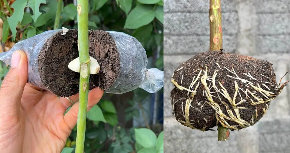 Boosting Root Growth with Garlic: A Gardening Tip – The Beginners Garden
