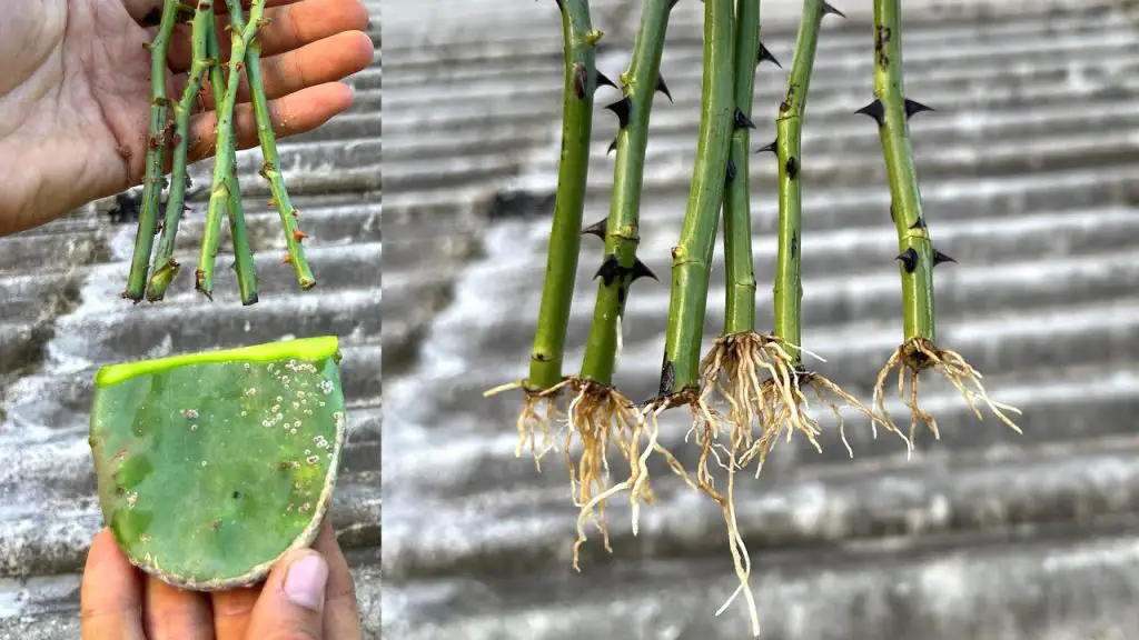 Propagating Roses by Cuttings: Exploring Two Methods and Results ...