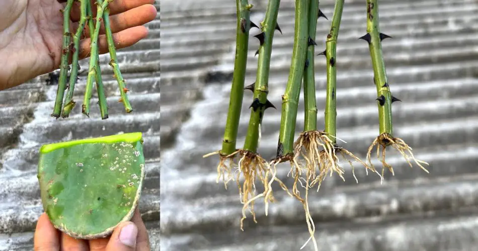 Propagating Roses by Cuttings: Exploring Two Methods and Results ...