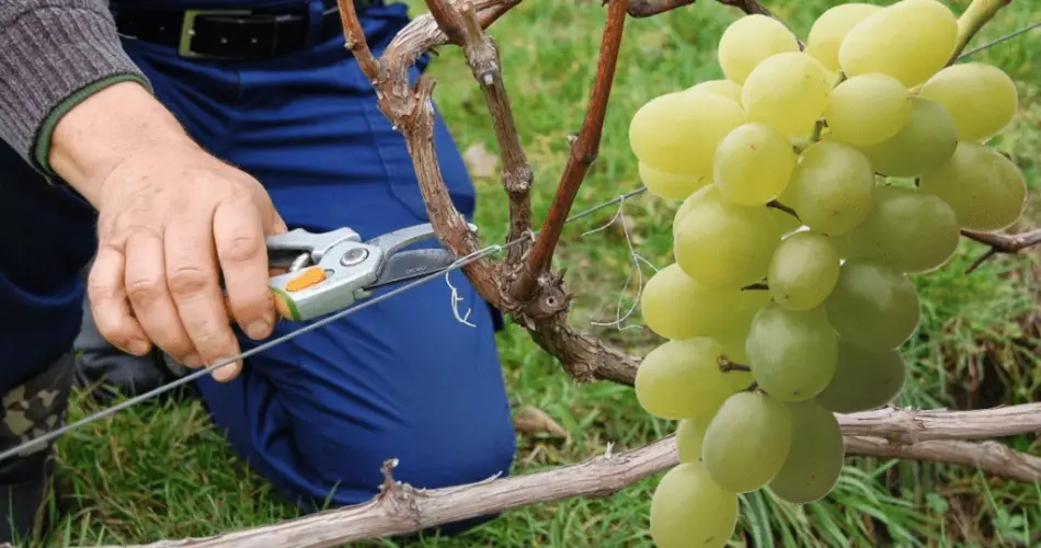 Secrets of Successful Pruning of Grapes in Early March – The Beginners ...