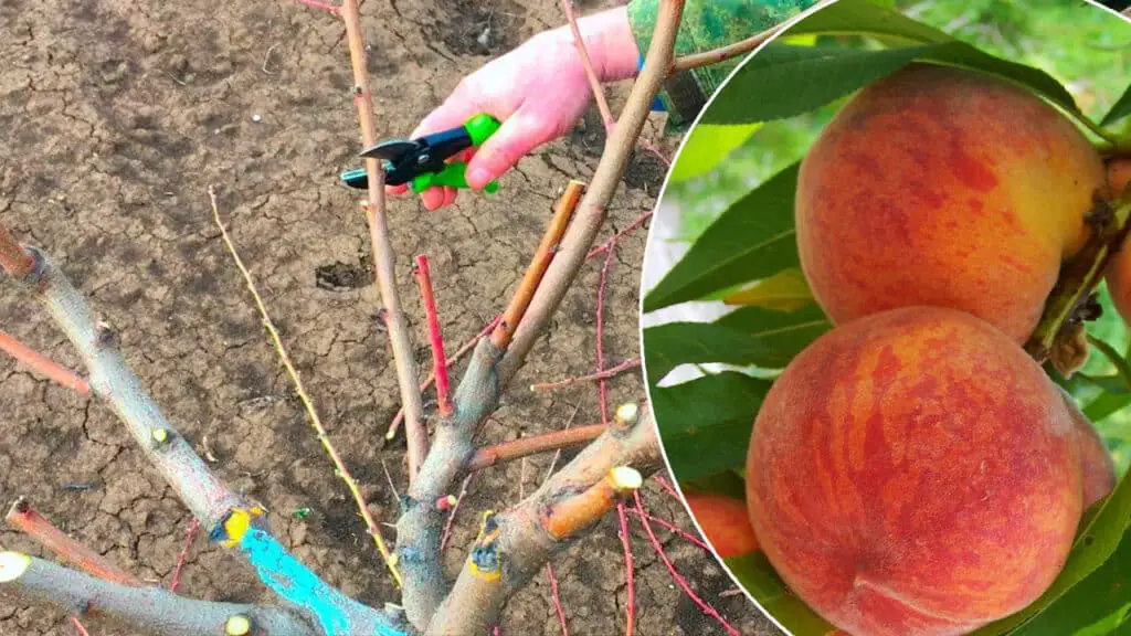 Mastering Spring Pruning for Luscious Peach Harvests – The Beginners Garden