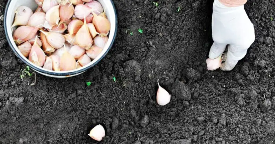 Mastering Spring Garlic Planting: Tips for a Bountiful Harvest – The ...