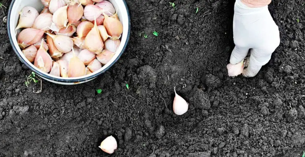Mastering Spring Garlic Planting: Tips for a Bountiful Harvest – The ...