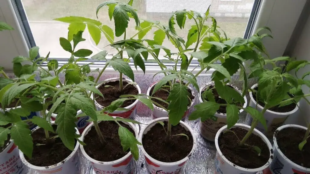 Quick Method for Growing Tomato Seedlings: Ready in 22 Days – The ...