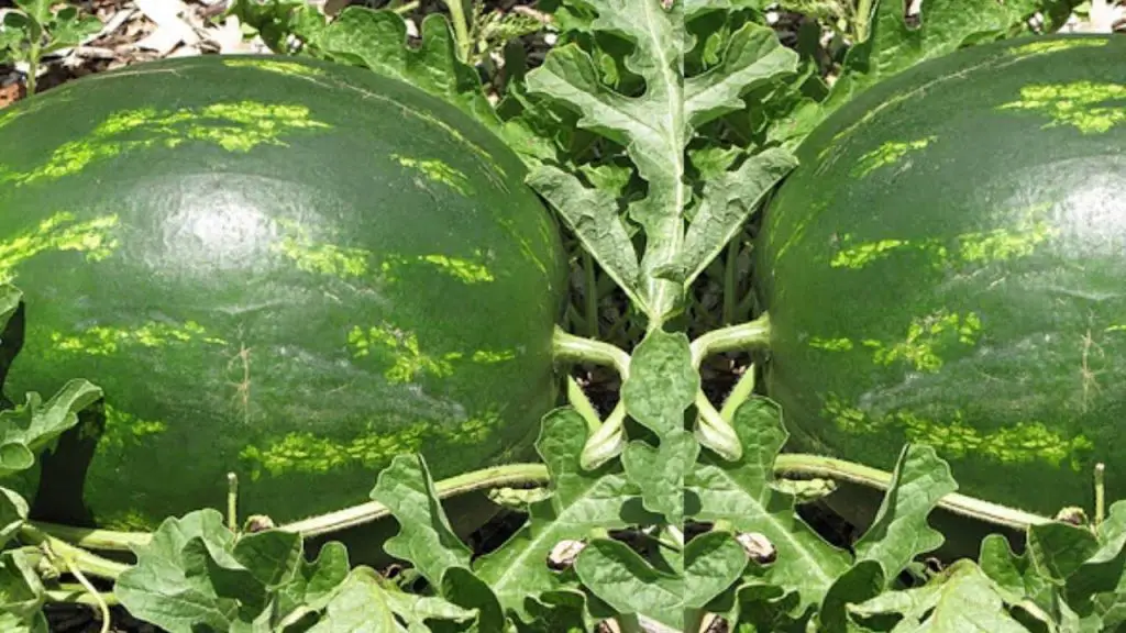 How to Grow Watermelons in Your Backyard – The Beginners Garden