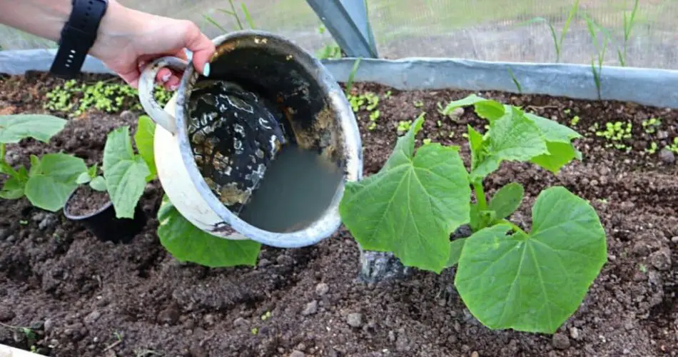 Homemade Fertilizer Recipe for Cucumbers: Natural and Effective – The ...