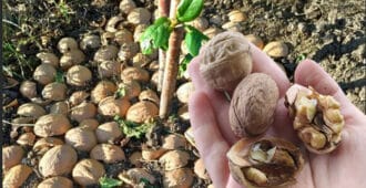 Innovative Uses for Walnut Shells: Creative Ideas You Should Know – The ...