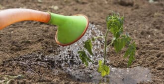 Proper Watering Techniques for Tomatoes: Essential Tips for Gardeners ...