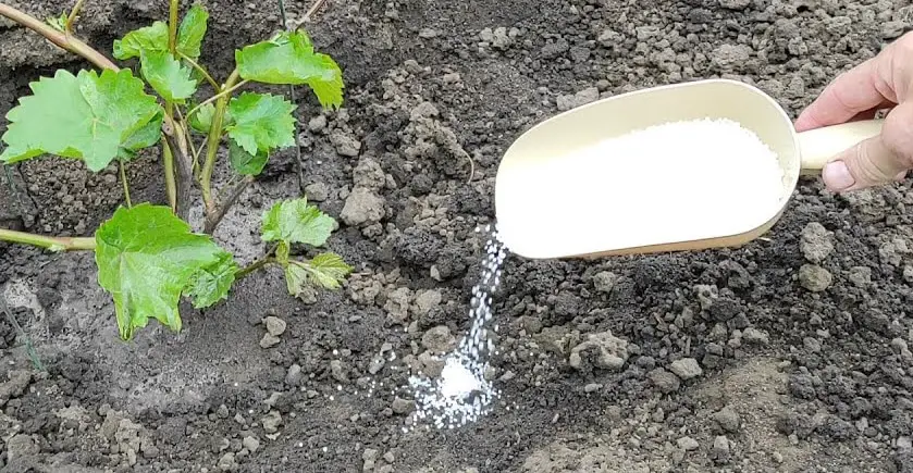 Importance of Feeding Grapes in June and Recommended Fertilizers – The Beginners Garden