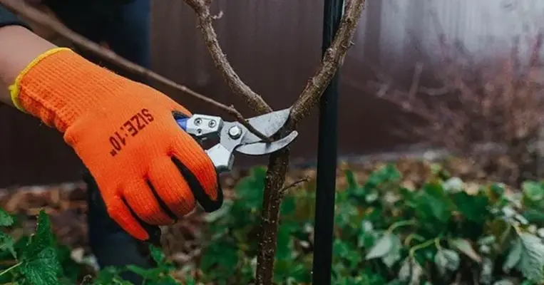 Autumn Pruning of Trees and Shrubs: Essential Guidelines – The Beginners Garden