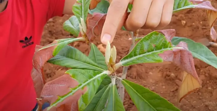 The Most Important Causes of Wilting of Trees and Vegetables – The ...