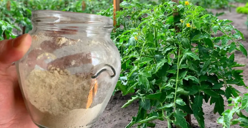 Fertilizing Tomatoes During Fruit Setting: 5 Fertilizers for Optimal ...