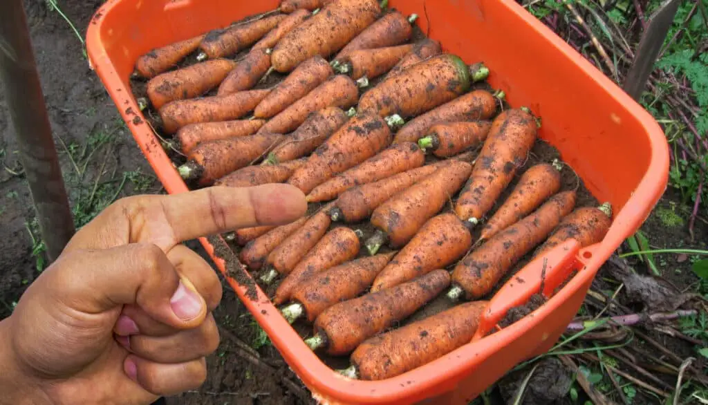 2 Effective Ways of Storing Carrots: Preventing Rot and Withering – The ...