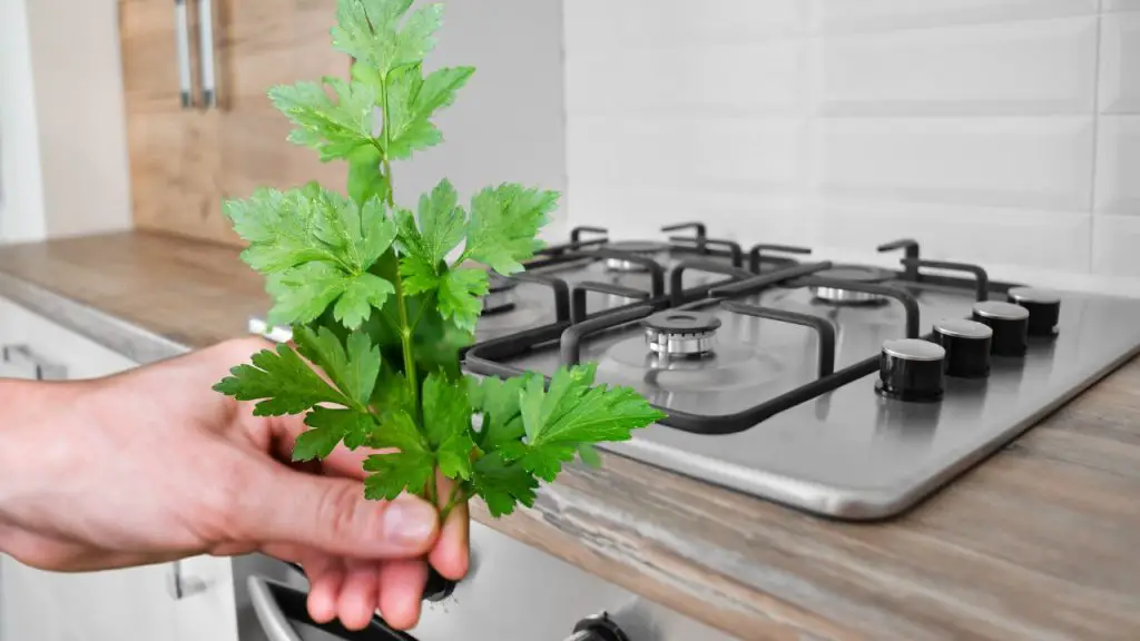 Parsley: The Sprig Method for Endless Supply – The Beginners Garden