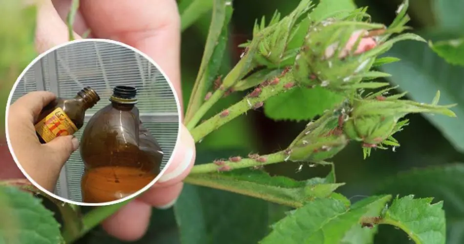 How to Get Rid of Aphids on Roses: A Simple and Proven Method – The ...