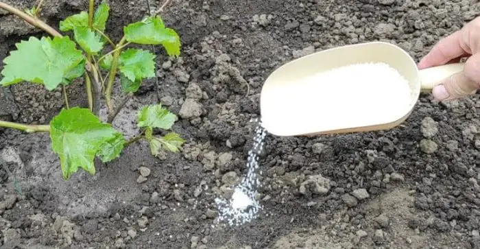 Why Feeding Grapes in June Is So Important, and What Fertilizer Should ...