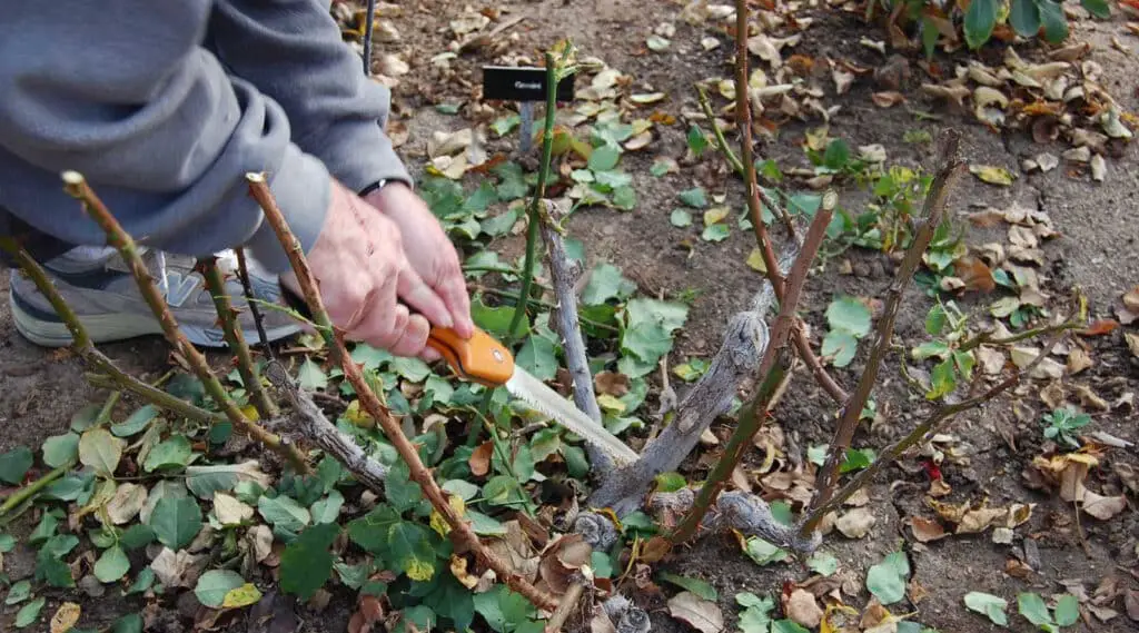 Preparing Rose Bushes for Winter: Essential Steps for Healthy Plants ...
