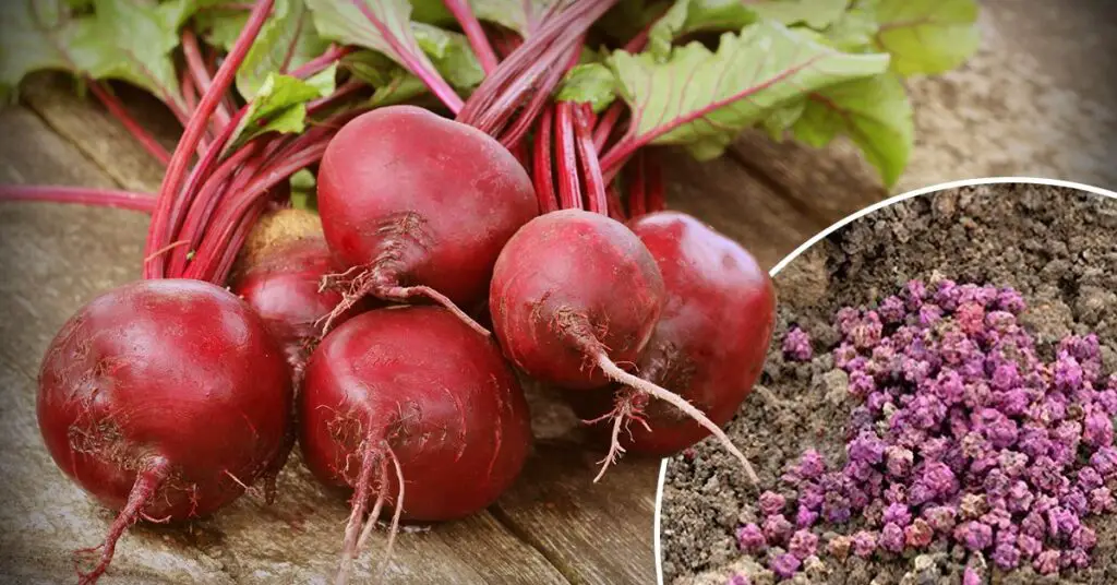 How to Properly Sow Red Beets Before Winter for an Early Harvest – The ...