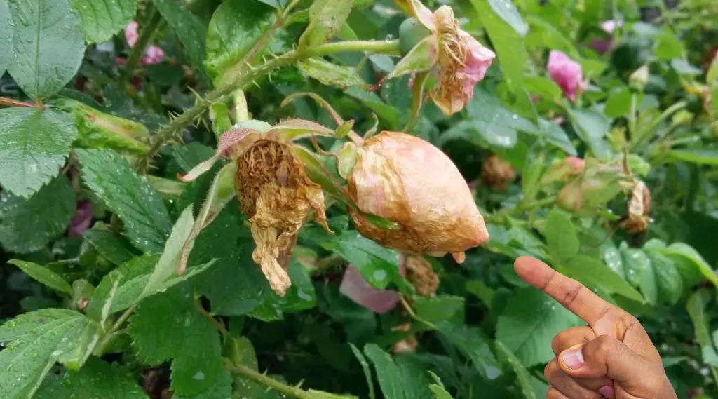 Understanding and Preventing Rosebud Drying Before Bloom – The ...