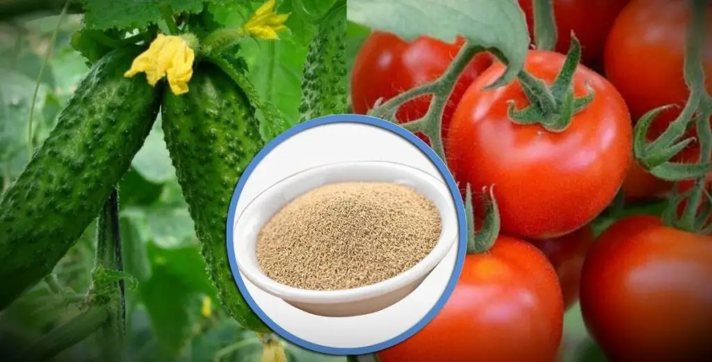 Boosting Vegetable Yield Significantly with Yeast: A Simple and ...