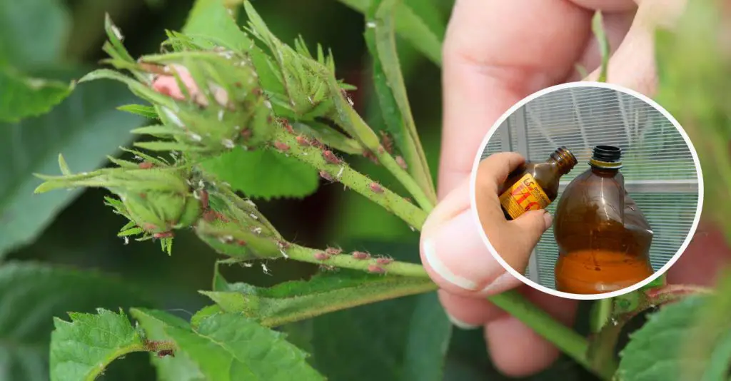 Aphids on Roses: Effective Methods to Eliminate Them – The Beginners Garden